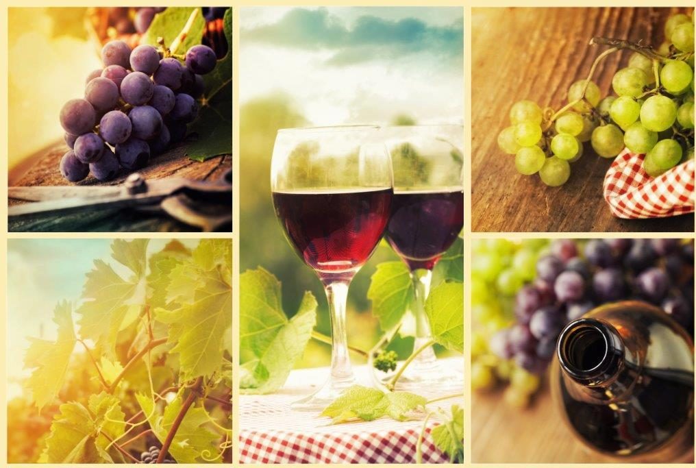 Ghidul vinurilor biodinamice, organice sau naturale